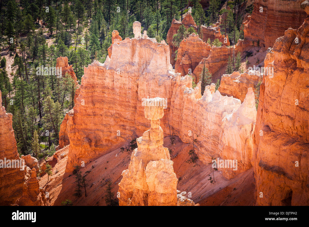 Orange colours in this iconic view of Bryce Canyon National Park, USA ...