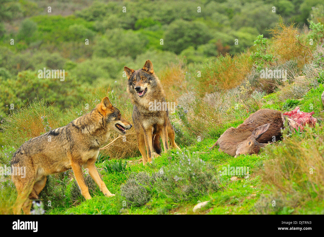 lobo ibérico en bosque mediterráneo Stock Photo - Alamy
