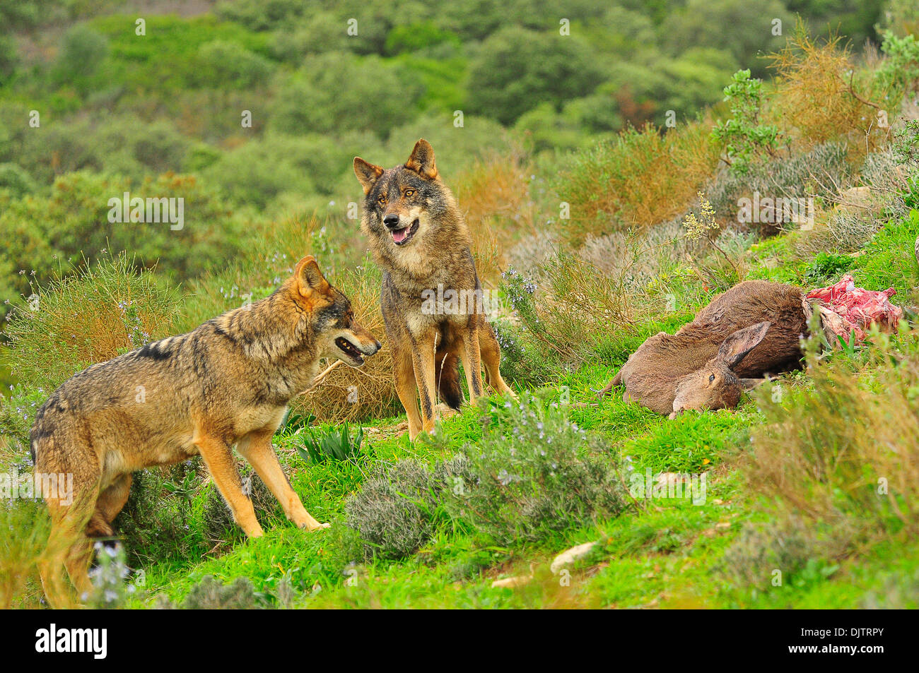 Bosque lobo hi-res stock photography and images - Alamy