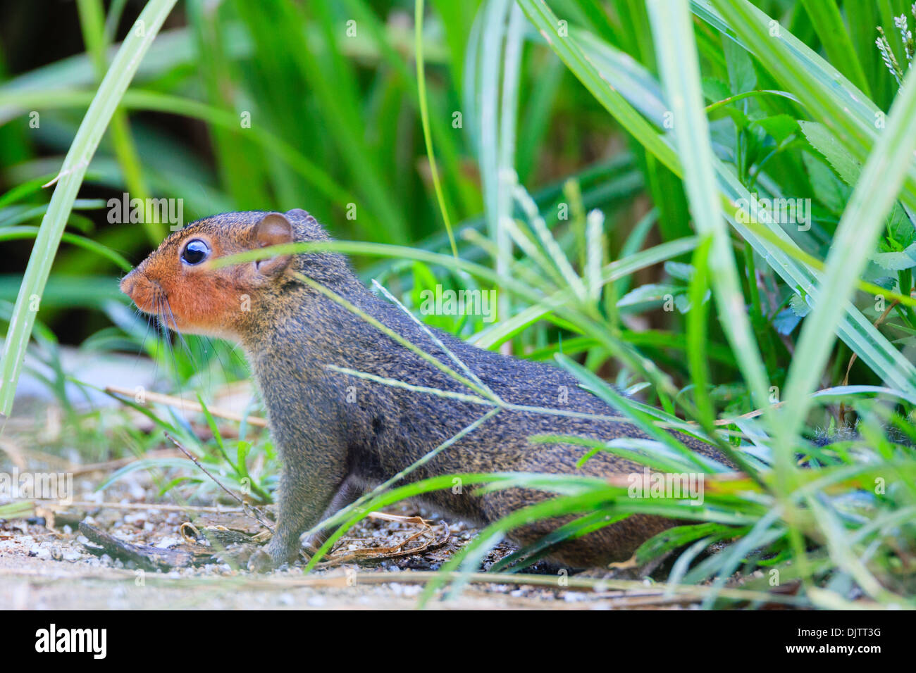 South asian squirrels hi-res stock photography and images - Alamy