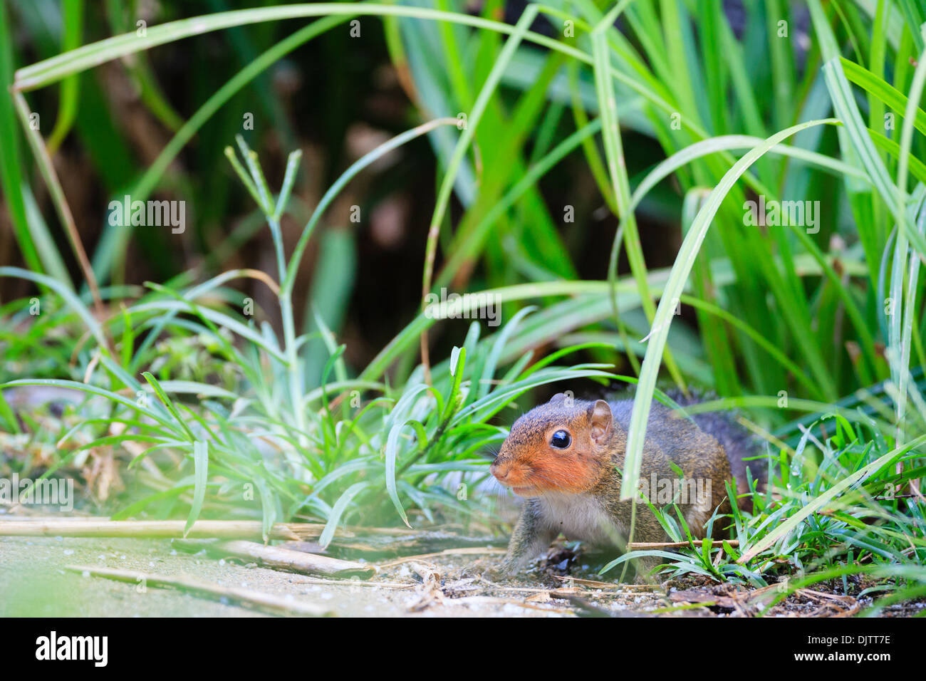 Red cheeked squirrel hi-res stock photography and images - Alamy