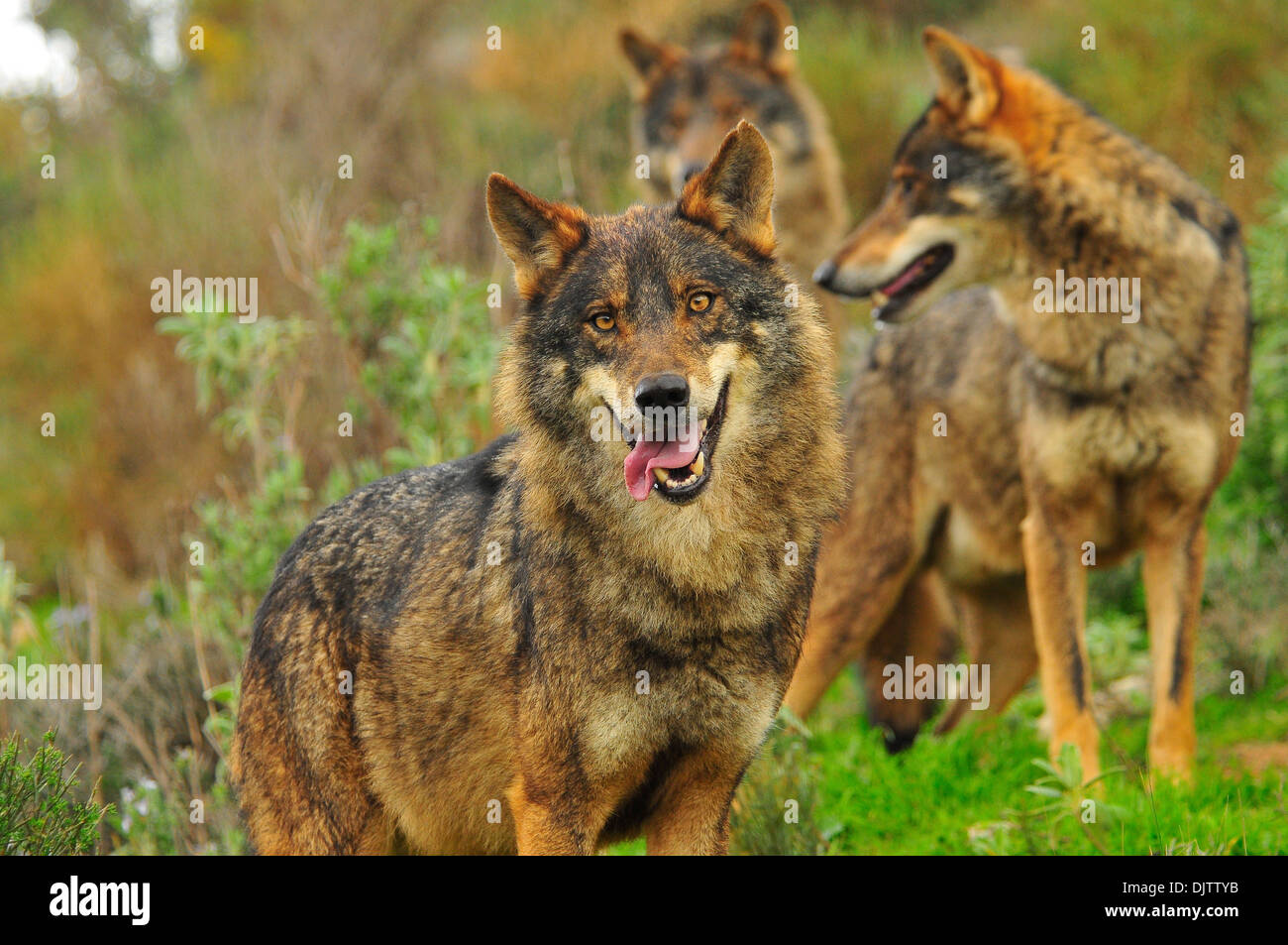 Bosque lobo hi-res stock photography and images - Alamy