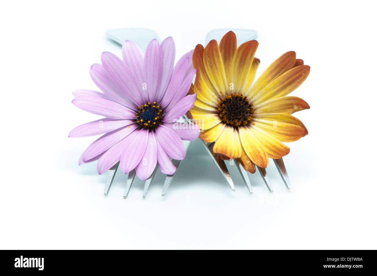 Isolated fork flowers Cut Out Stock Images & Pictures - Alamy