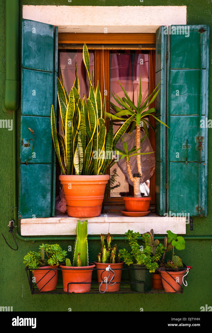 Cacti display cactus hi-res stock photography and images - Alamy