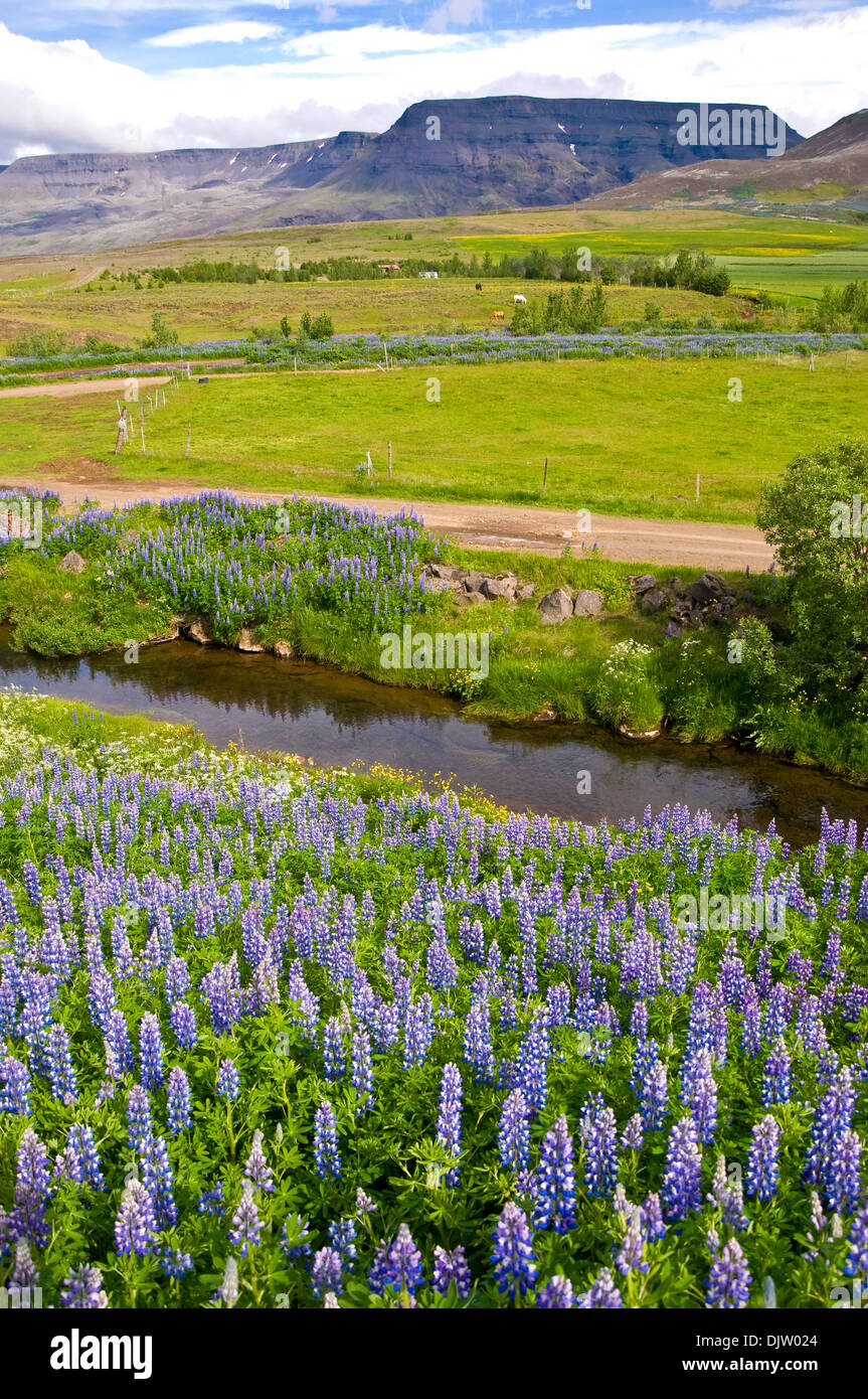 Iceland flowers hi-res stock photography and images - Alamy