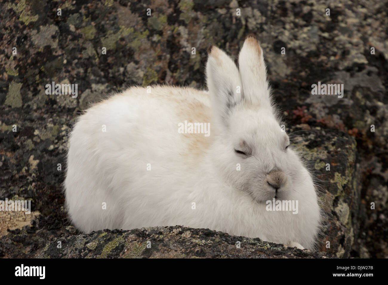 arctic hare rabbit bunny white Canada north hop Stock Photo - Alamy