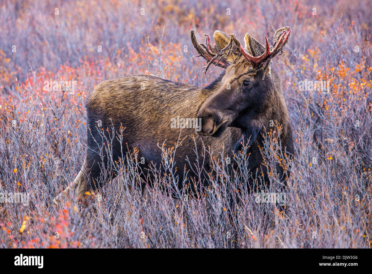 Moose in rut, Denali National Park and Preserve, AK Stock Photo - Alamy