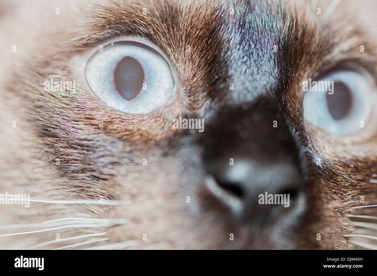 Funny kitty face shape focusing macro Stock Photo - Alamy