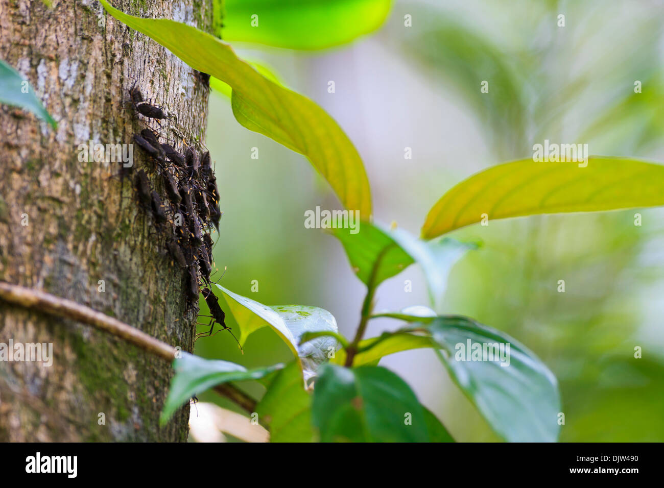 Group of insects hi-res stock photography and images - Alamy
