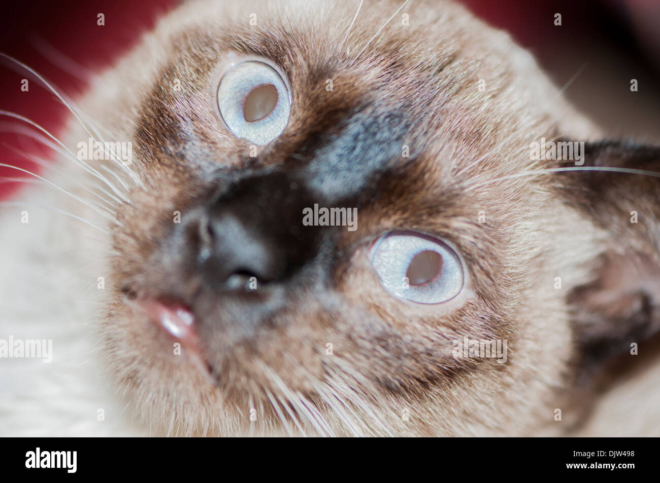 Funny kitty face shape focusing macro Stock Photo - Alamy