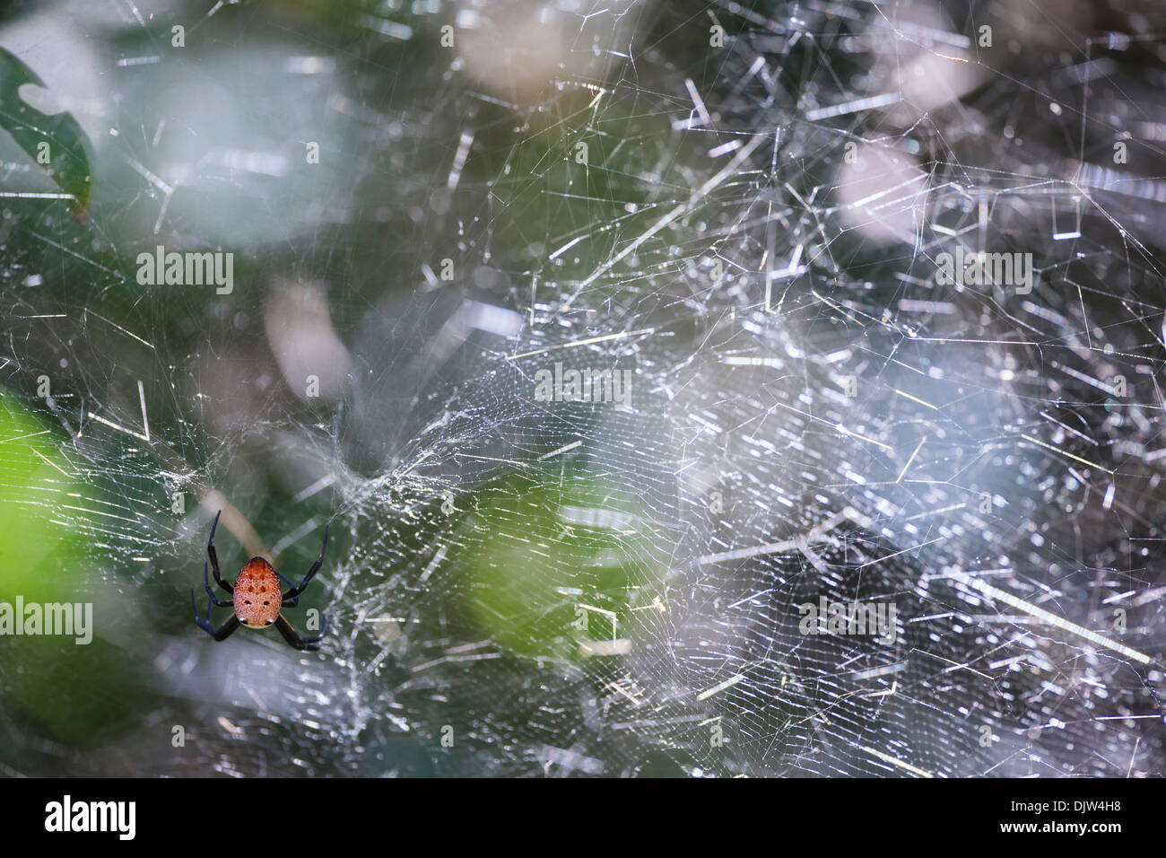 Vietnam Spider High Resolution Stock Photography and Images - Alamy