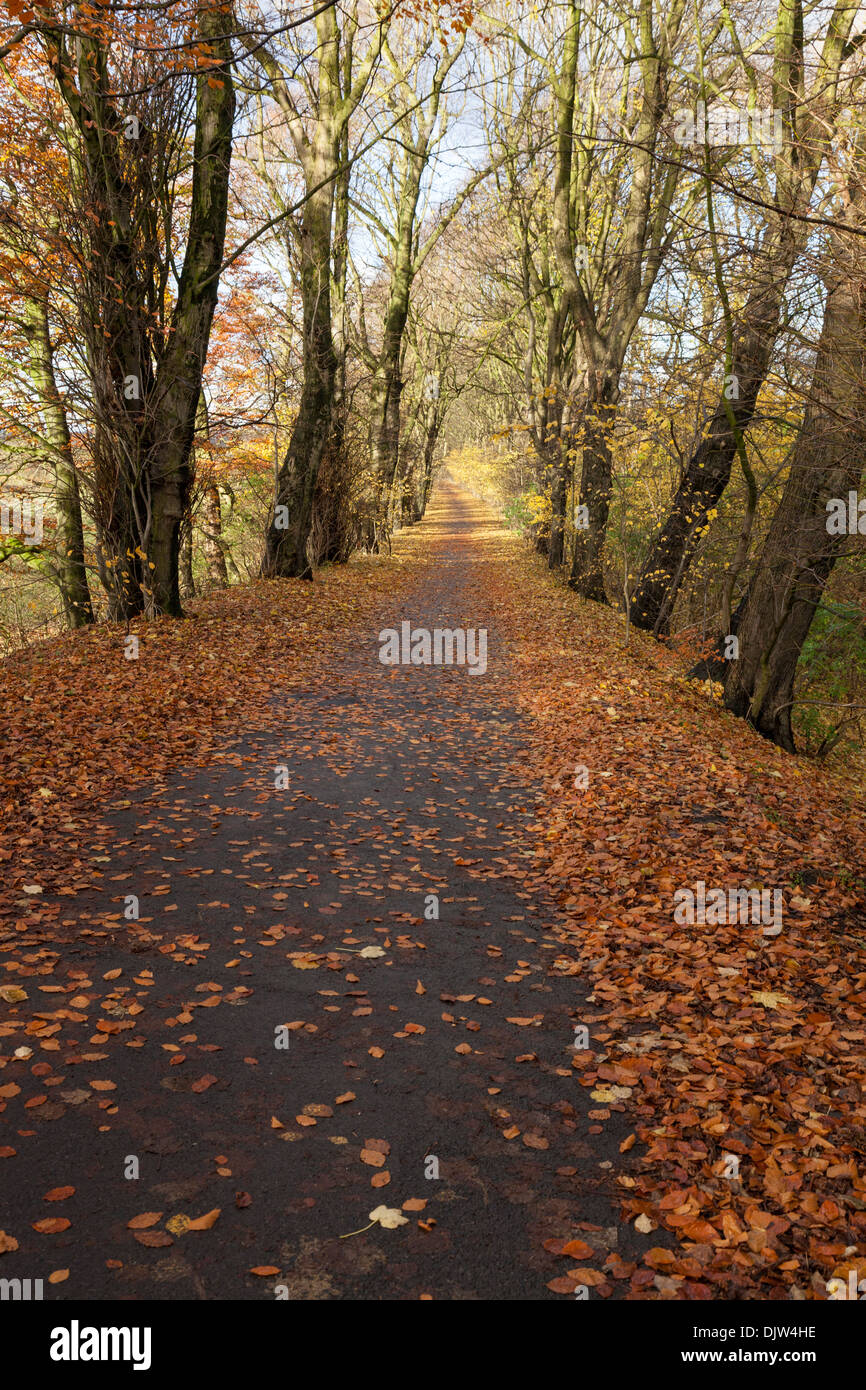 A tree lined footpath in Autumn with golden leaves on the ground Stock ...