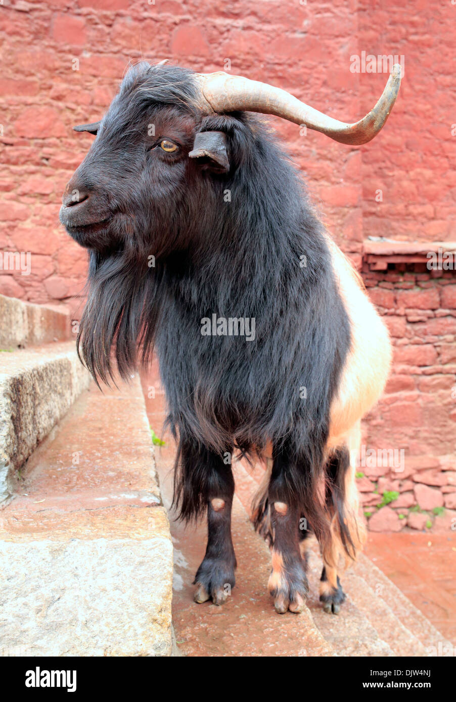 Tibetan Goat High Resolution Stock Photography and Images - Alamy