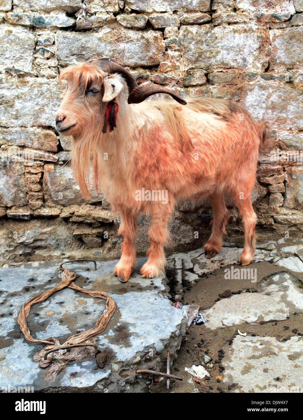 Tibetan goat hi-res stock photography and images - Alamy