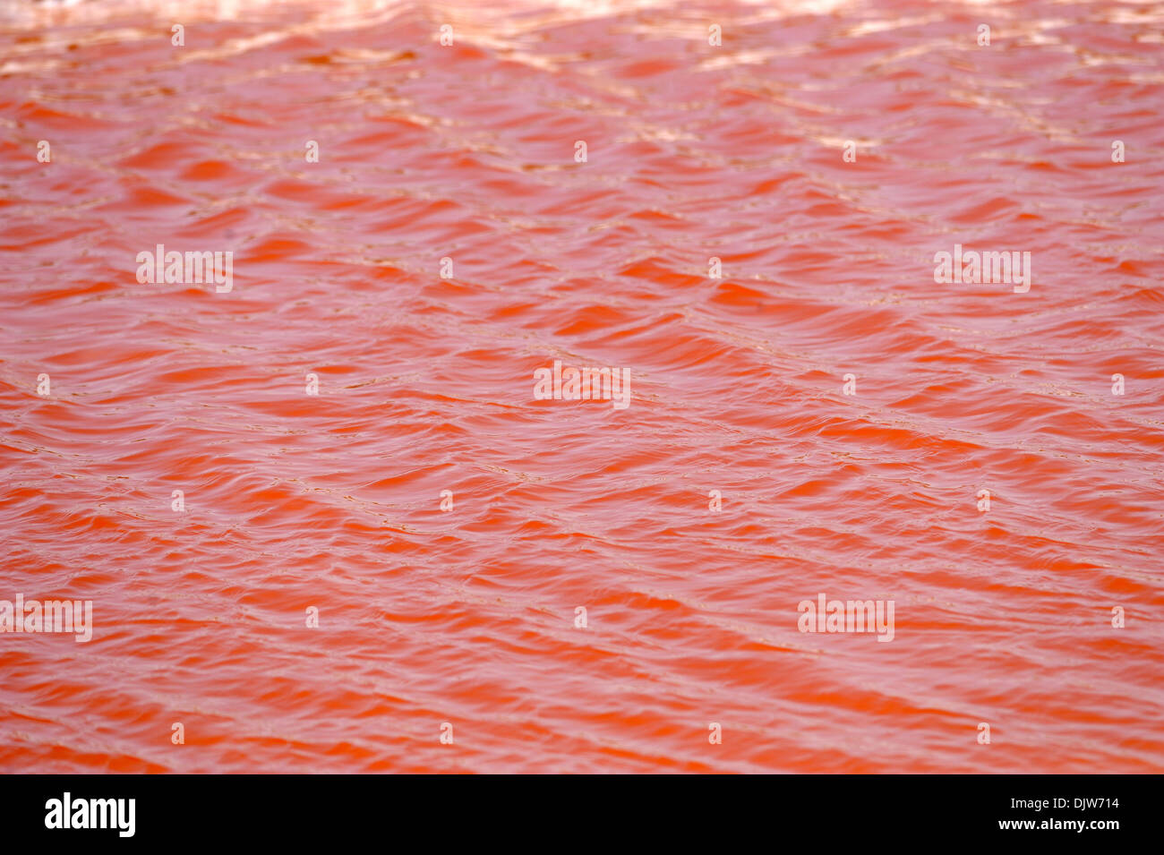 Salt is produced at a salt field near Walvis Bay, Namibia, 29 March ...