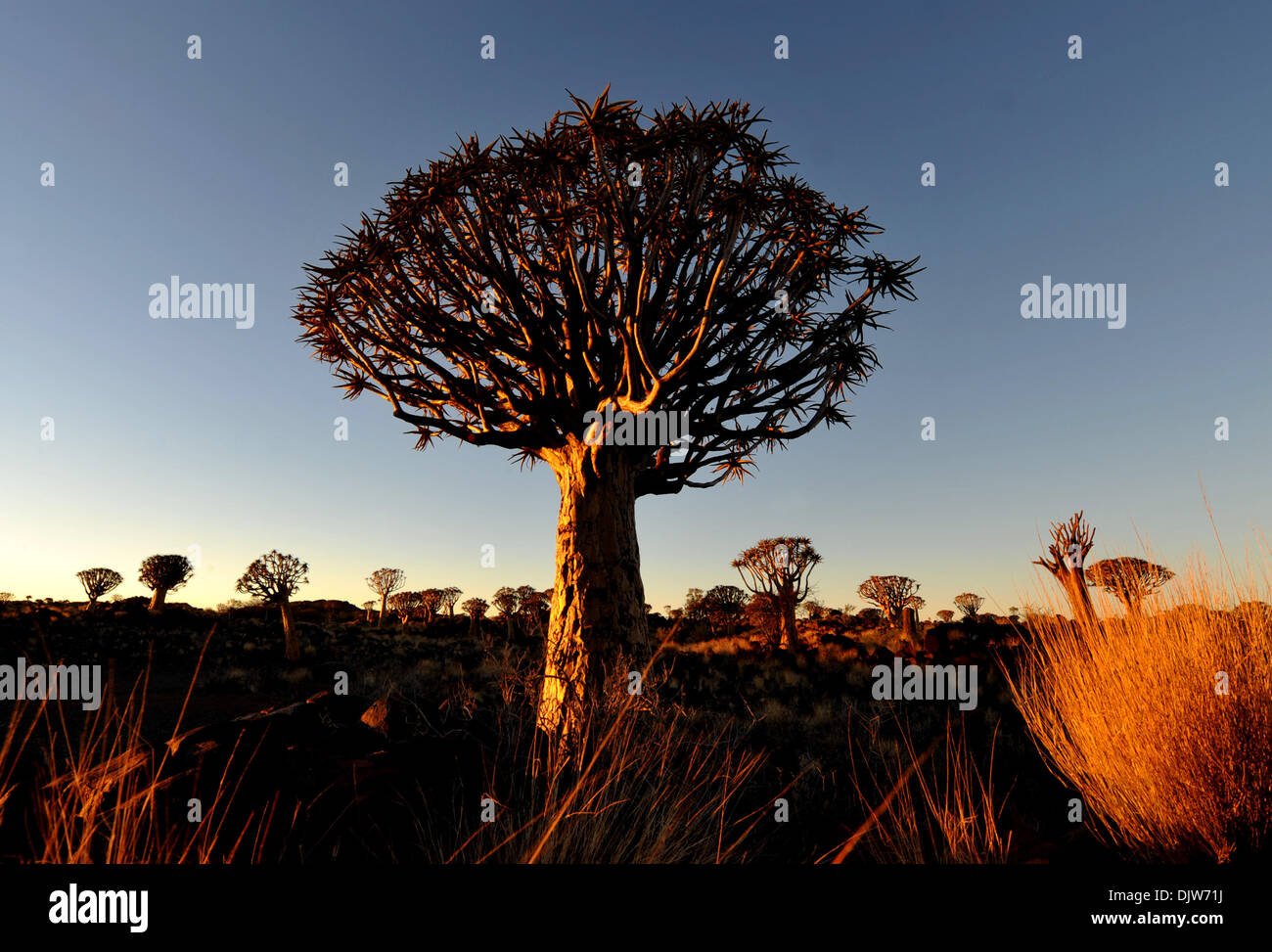 The sunsets in a quiver tree forest in Keetmannshoop, Namibia, 04 April ...