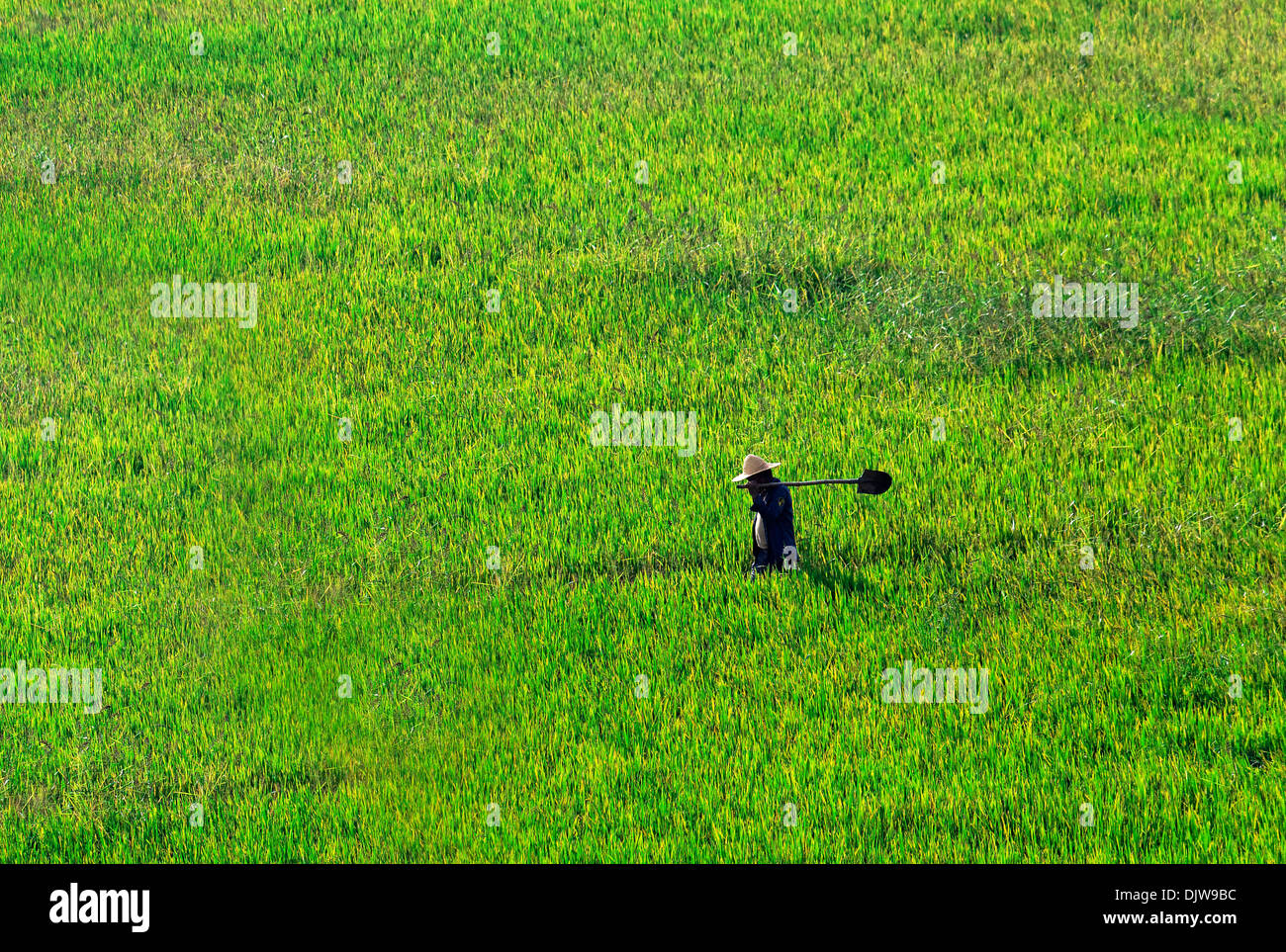 Agriculture farmer walking through field hi-res stock photography and ...