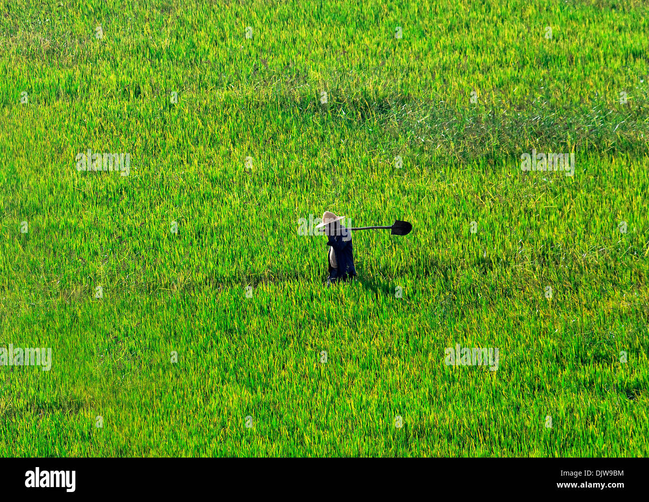 Farmer walking through wheat field hi-res stock photography and images ...