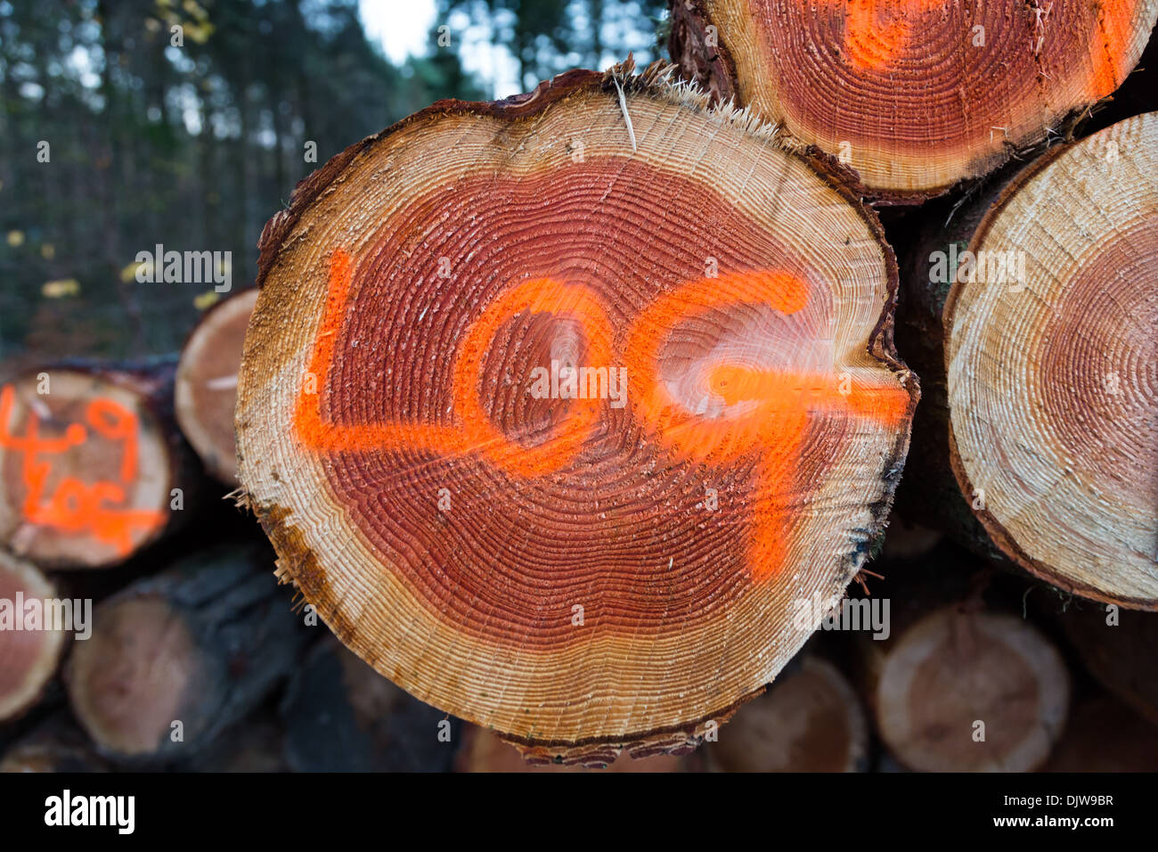 Tree rings hi-res stock photography and images - Alamy