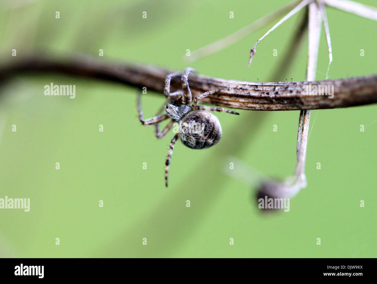 Spider kill insect hi-res stock photography and images - Alamy