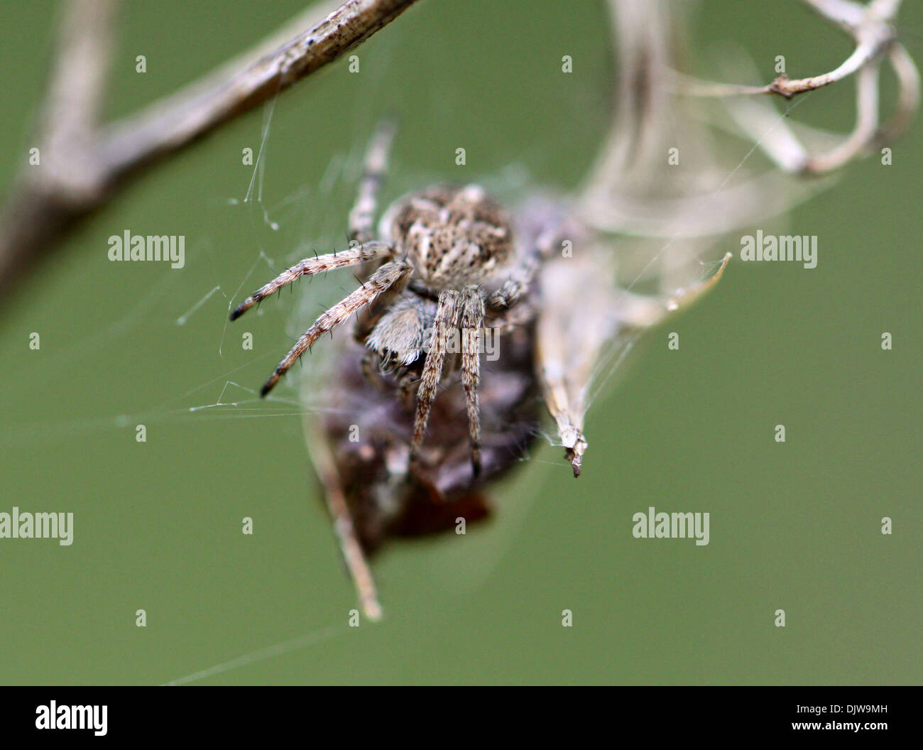 Spider unit hi-res stock photography and images - Alamy