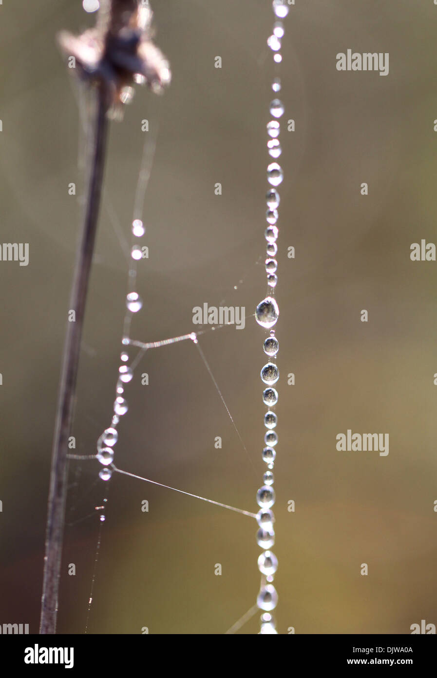 Spider web with water drops Stock Photo - Alamy