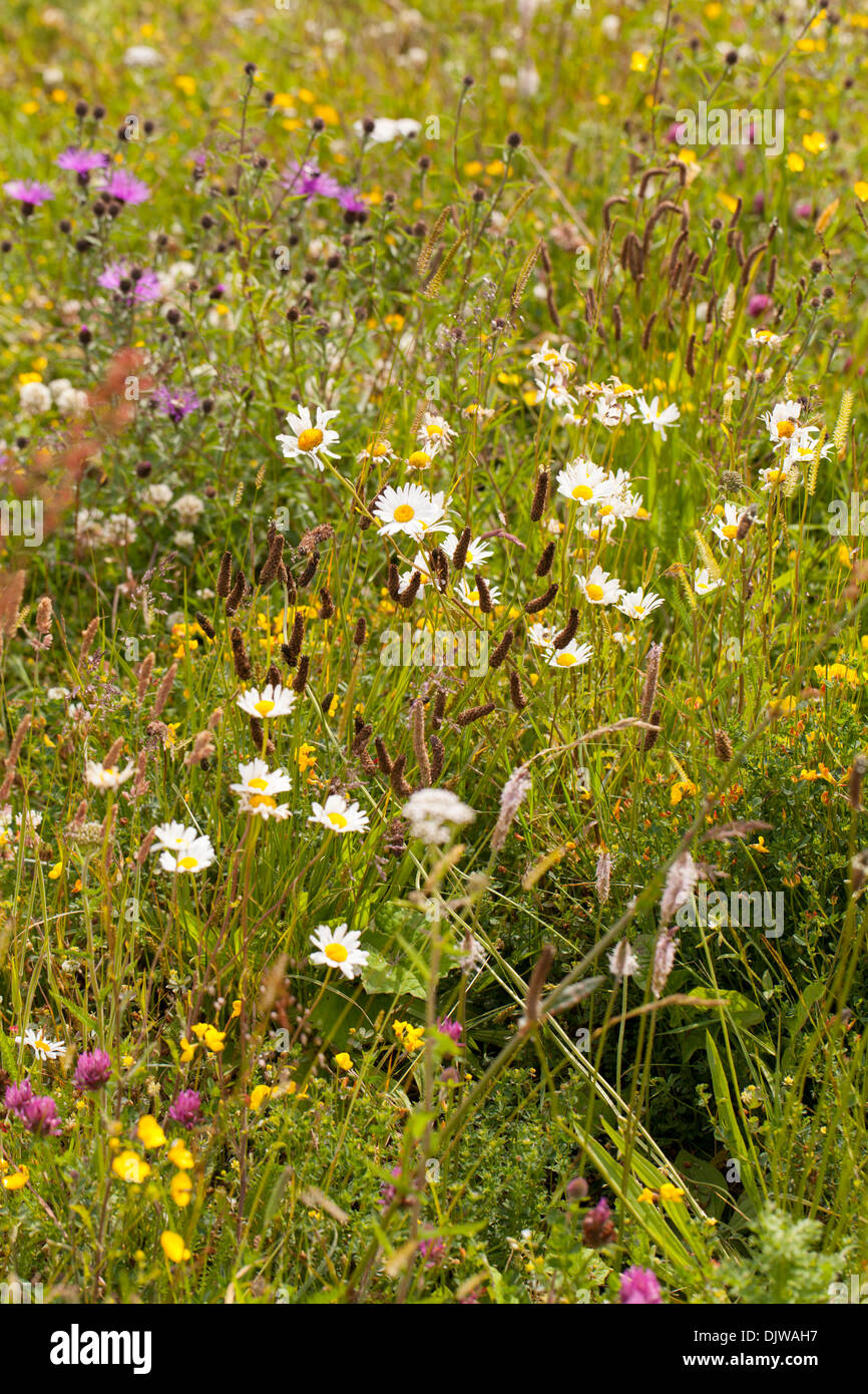 Wetland Wild Flower High Resolution Stock Photography and Images - Alamy
