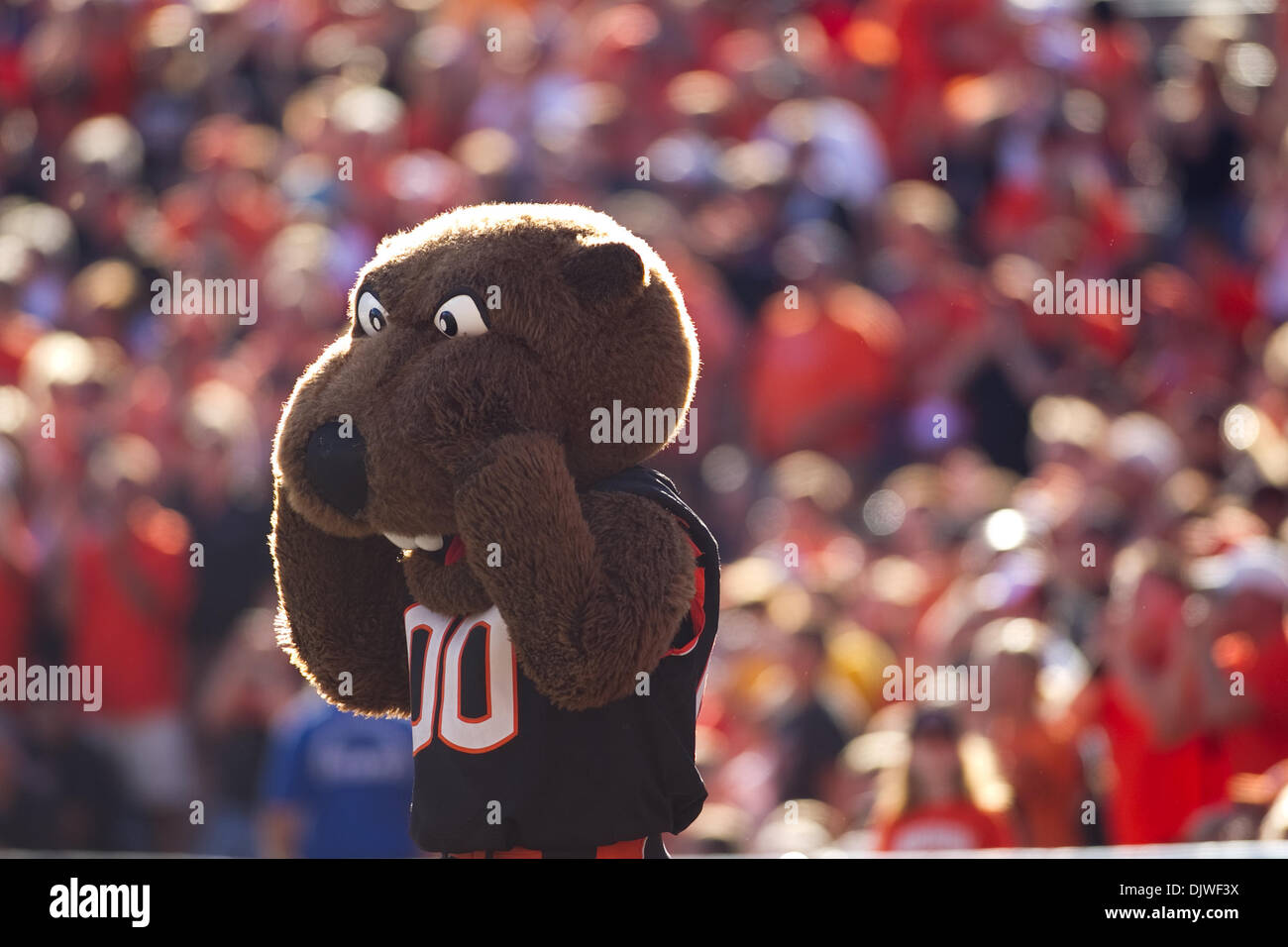 Osu beavers hi-res stock photography and images - Alamy