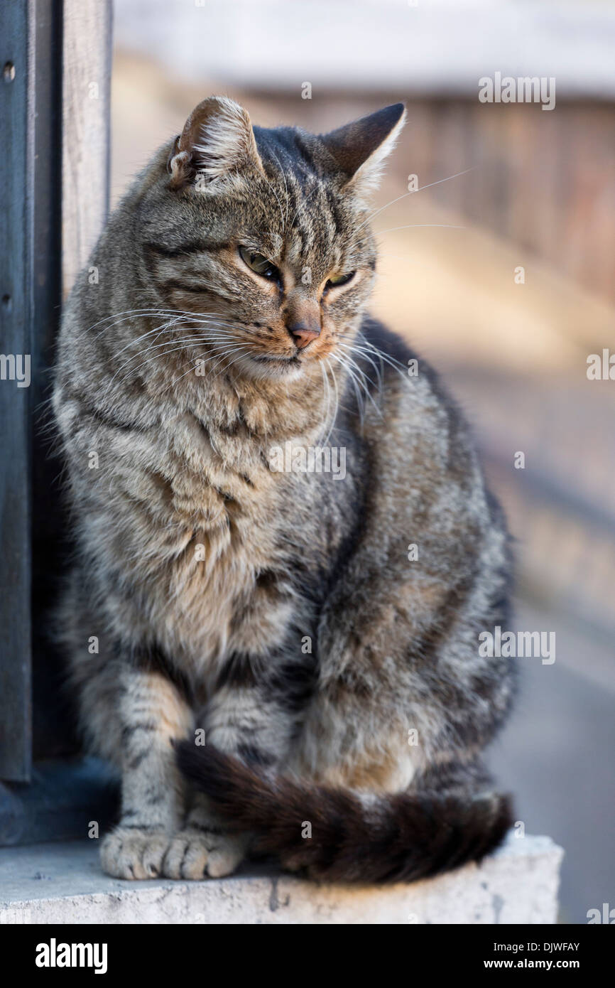 Neutered High Resolution Stock Photography and Images - Alamy