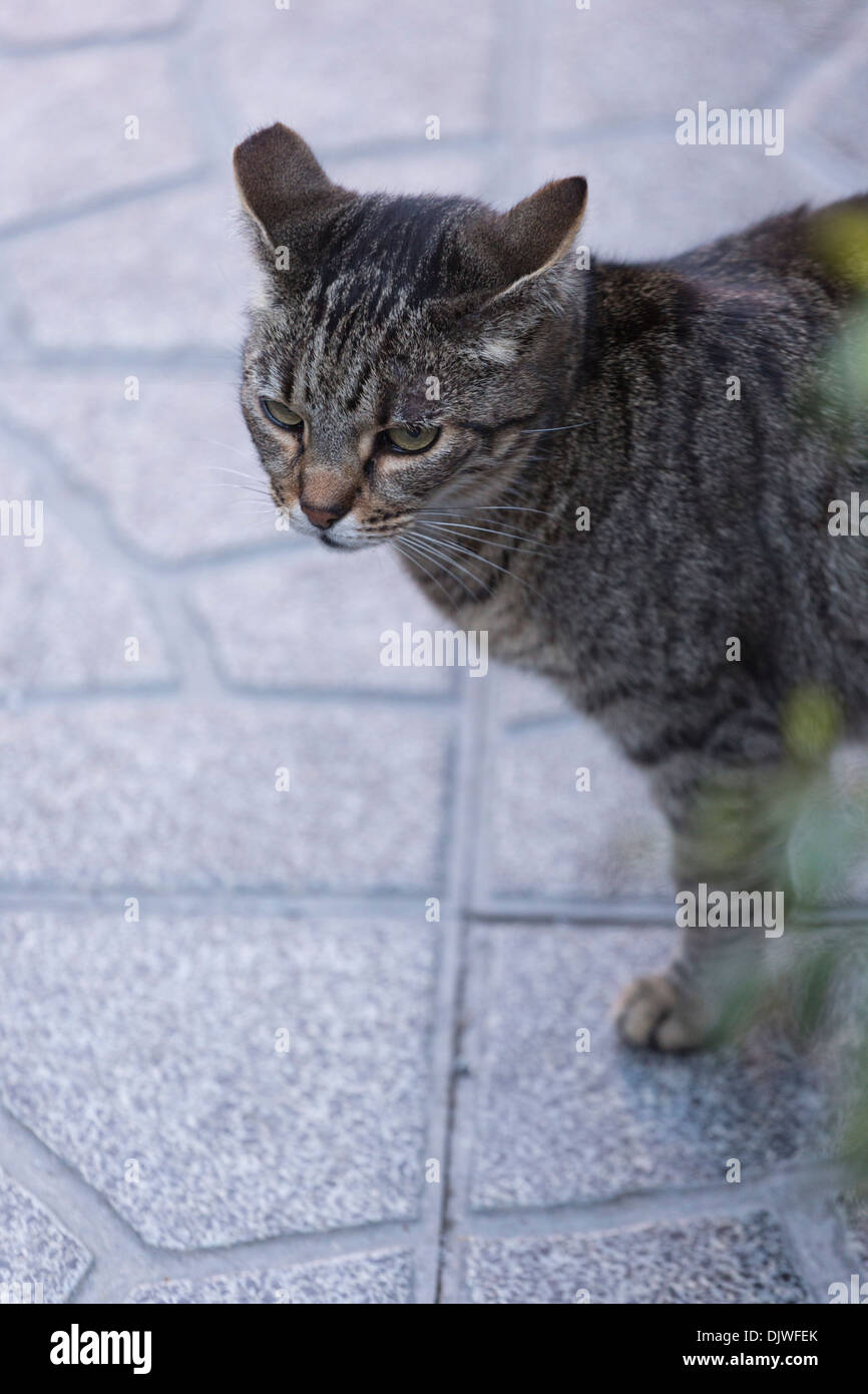 Feral or stray cat with a clipped ear which indicated that it is ...