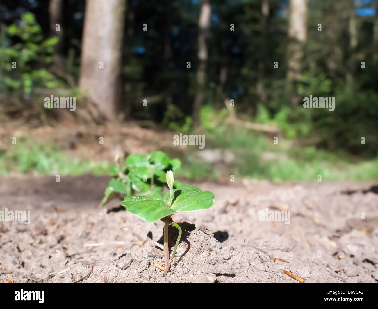 New sprout hi-res stock photography and images - Alamy
