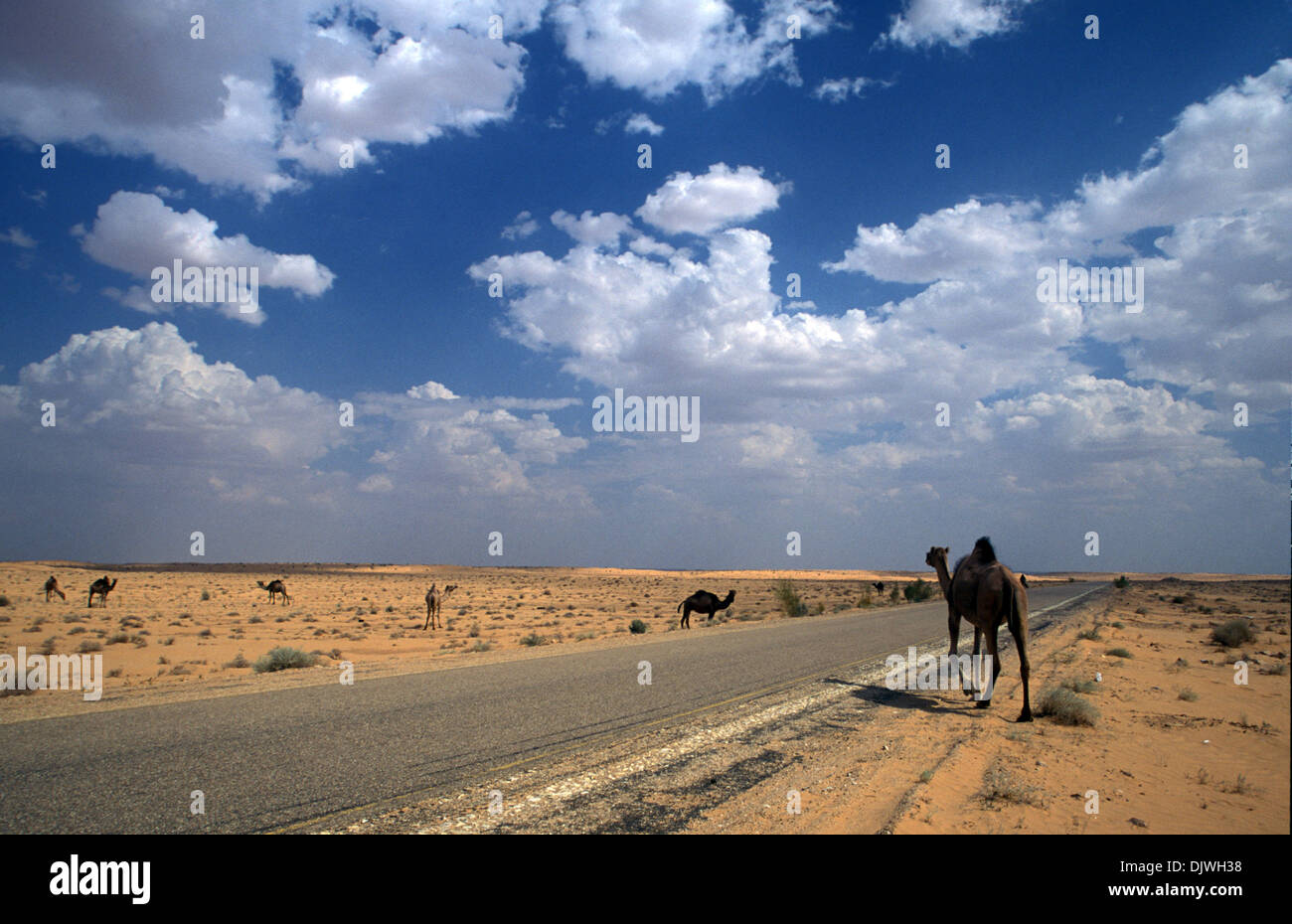 Libya sahara camel camels hi-res stock photography and images - Alamy