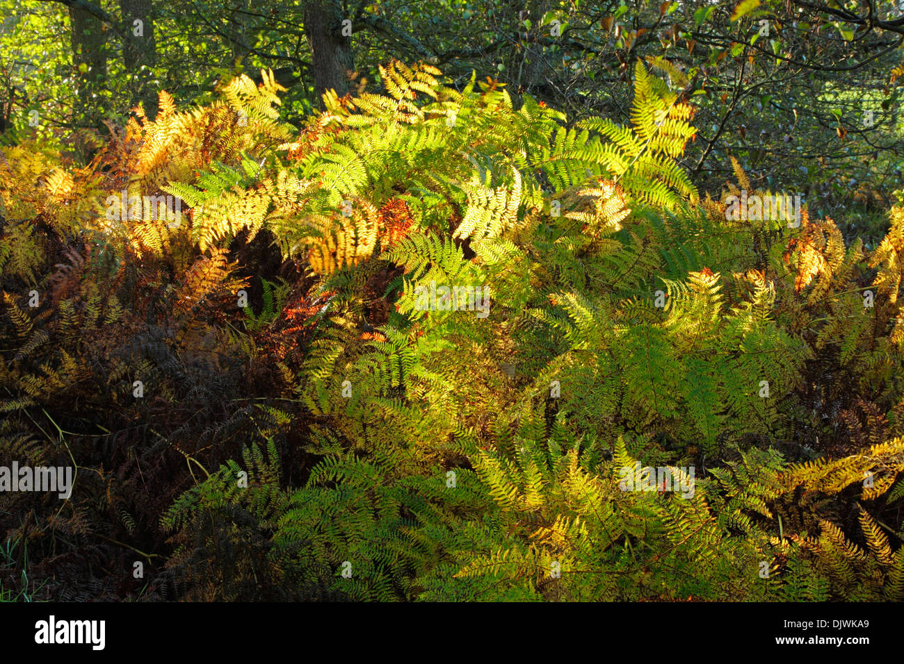 Pest species hi-res stock photography and images - Alamy