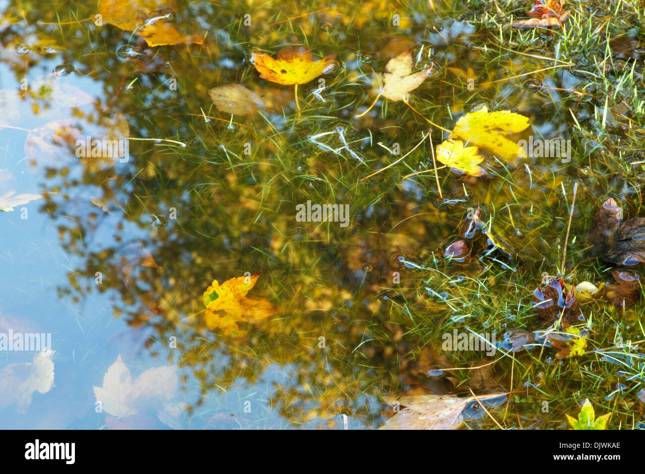 Sycamore leaves, latin name Acer pseudoplatanus, lying in water with a ...