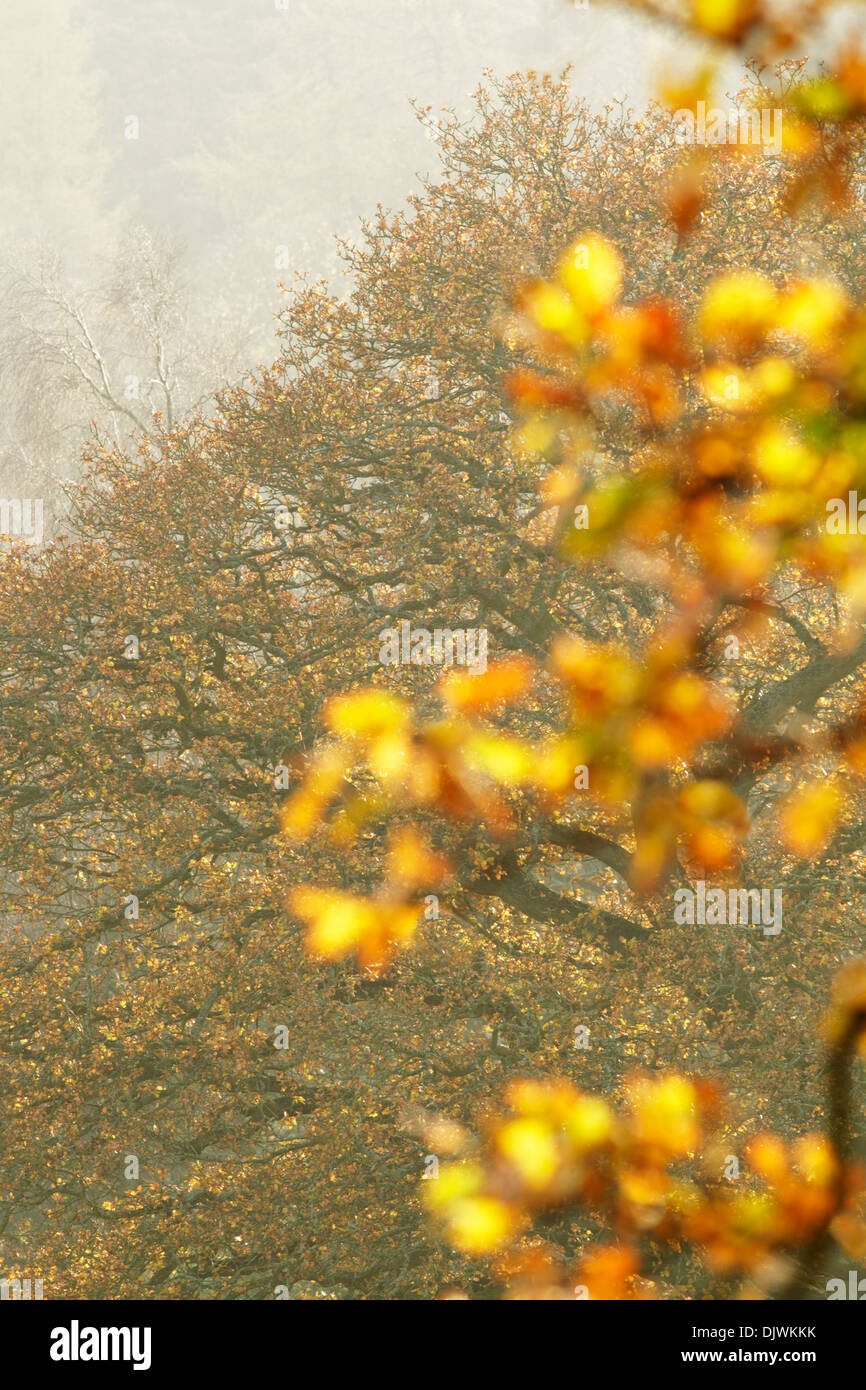 English oak leaves hi-res stock photography and images - Alamy