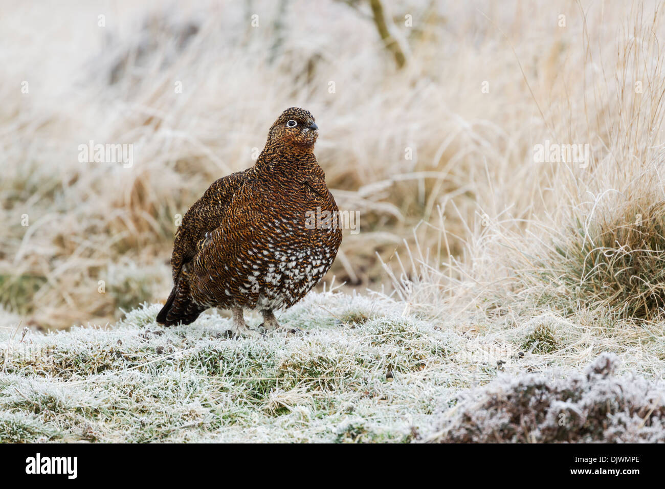 Female red grouse (Lagopus lagopus scoticus) showing winter plumage ...