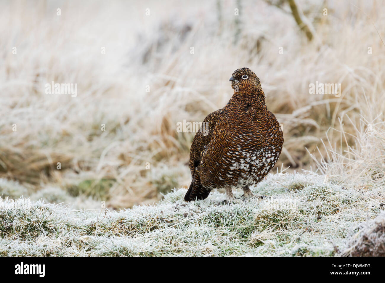 Female red grouse (Lagopus lagopus scoticus) showing winter plumage ...