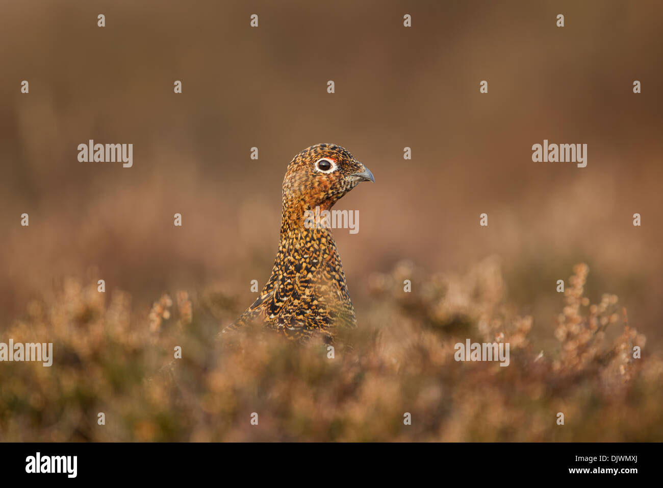 Red grouse (Lagopus lagopus scoticus) with its head and neck standing ...
