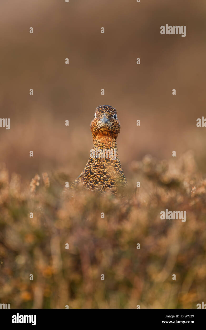 Red grouse (Lagopus lagopus scoticus) with its head and neck standing ...