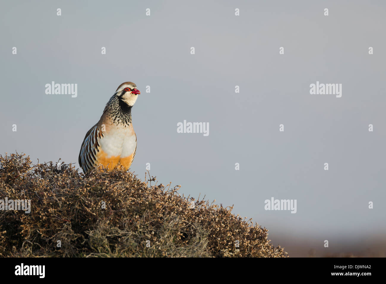 Red-legged partridge (Alectoris rufa) in early morning light calling ...