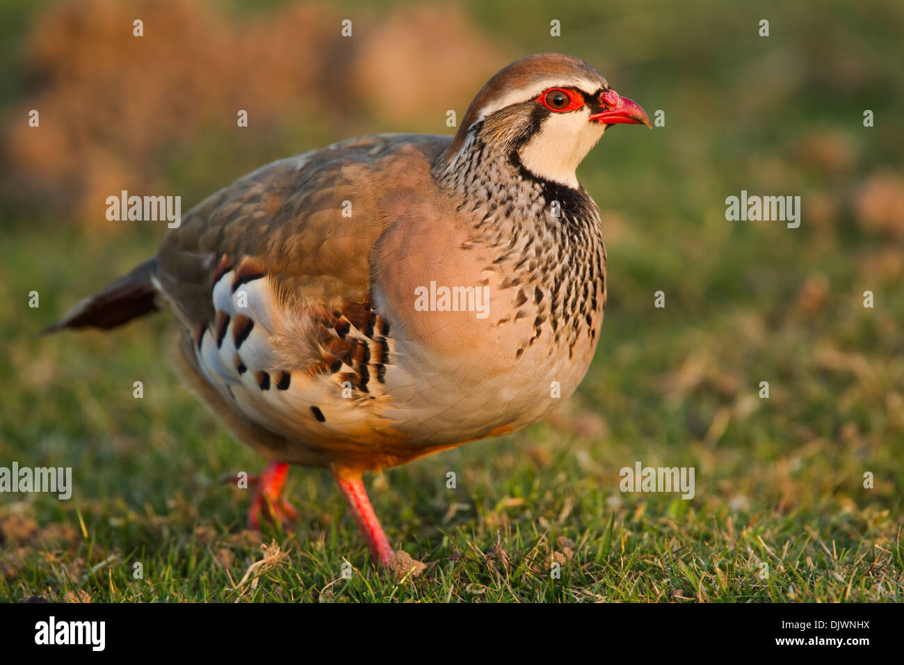 Breeding plumage red legged partridge hi-res stock photography and ...