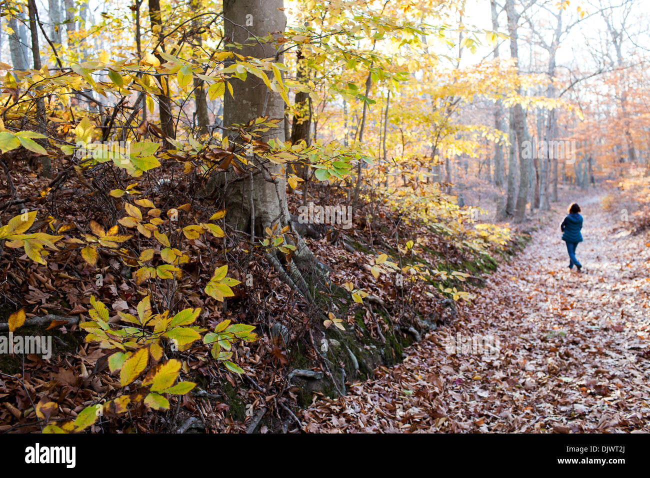 Hiking through the forest in Mashomack Preserve kicking leaves during ...