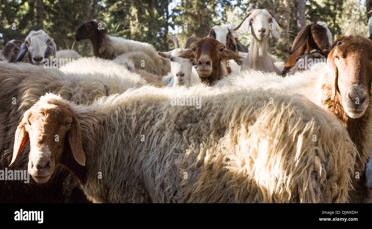 Beautiful photo herd of sheep in the forest. Israel Stock Photo - Alamy