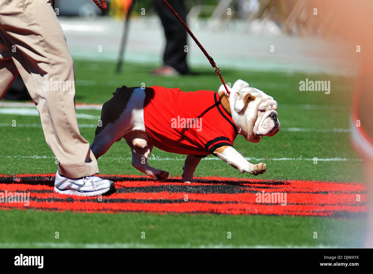 University of georgia mascot hi-res stock photography and images - Alamy