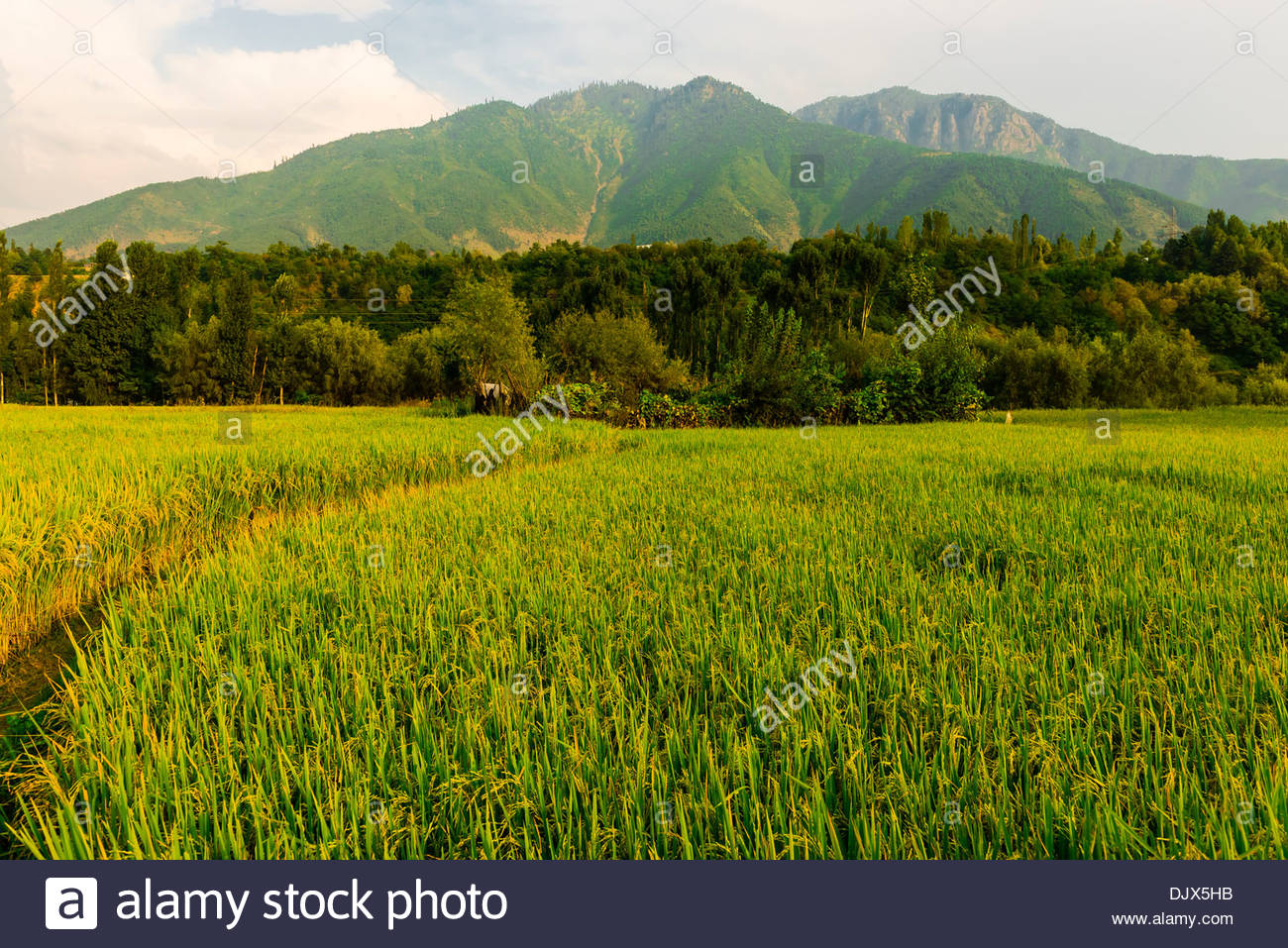 Kashmir Valley Stock Photos & Kashmir Valley Stock Images - Alamy
