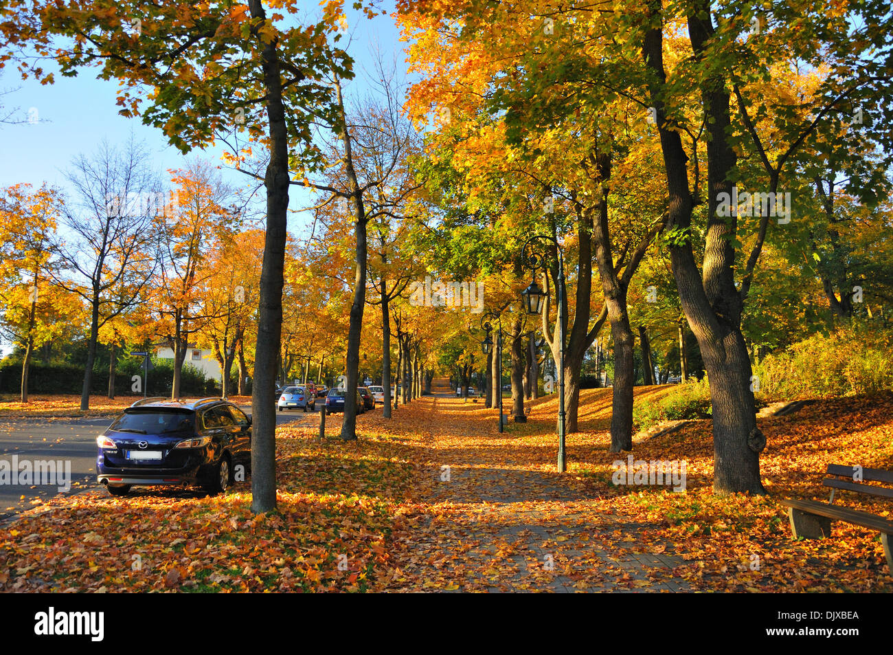 Branches stand maple trees hi-res stock photography and images - Alamy