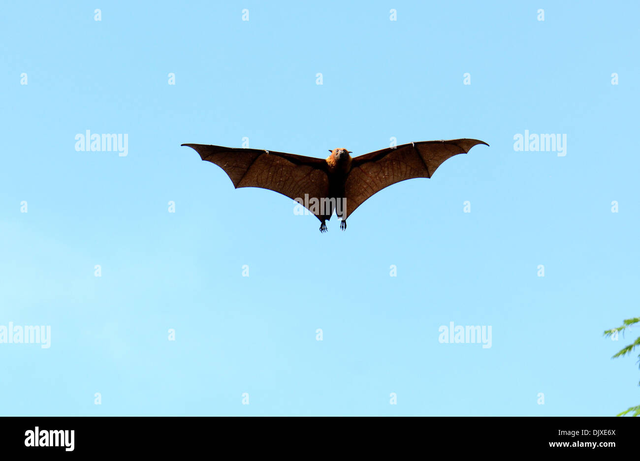 male lyie's flyingfox flying in the sky Stock Photo - Alamy