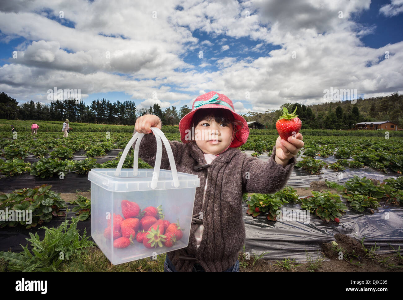 Young girl Strawberry picking in Tasmania Stock Photo - Alamy