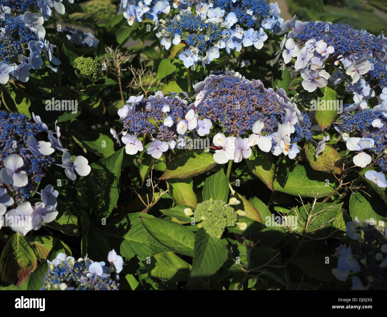 Hortensia aspera macrophylla hi-res stock photography and images - Alamy