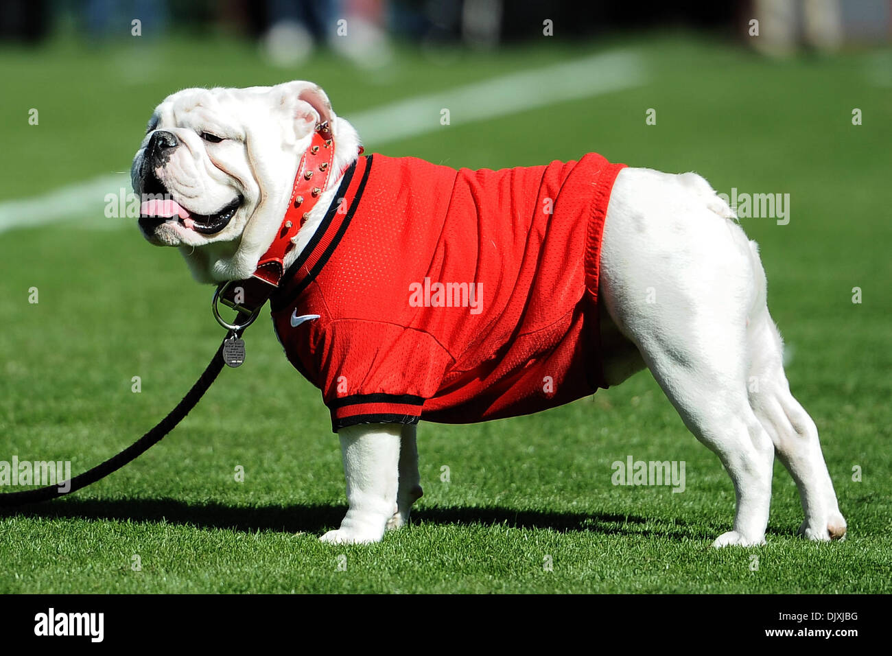 Nov. 6, 2010 - Athens, Georgia, United States of America - Georgia ...